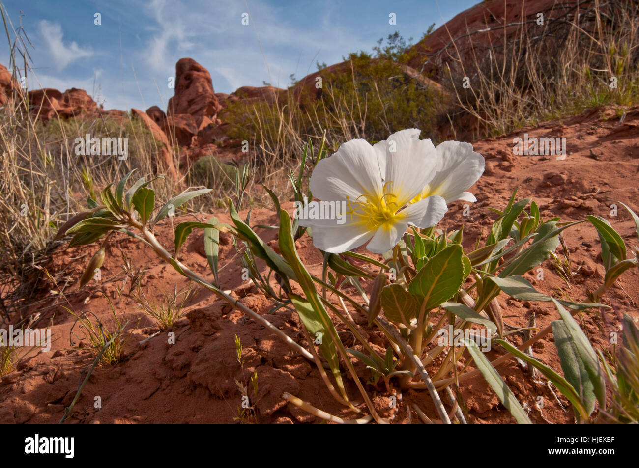 flora, vegetation, sands, sand, desert, wasteland, flora, arizona ...