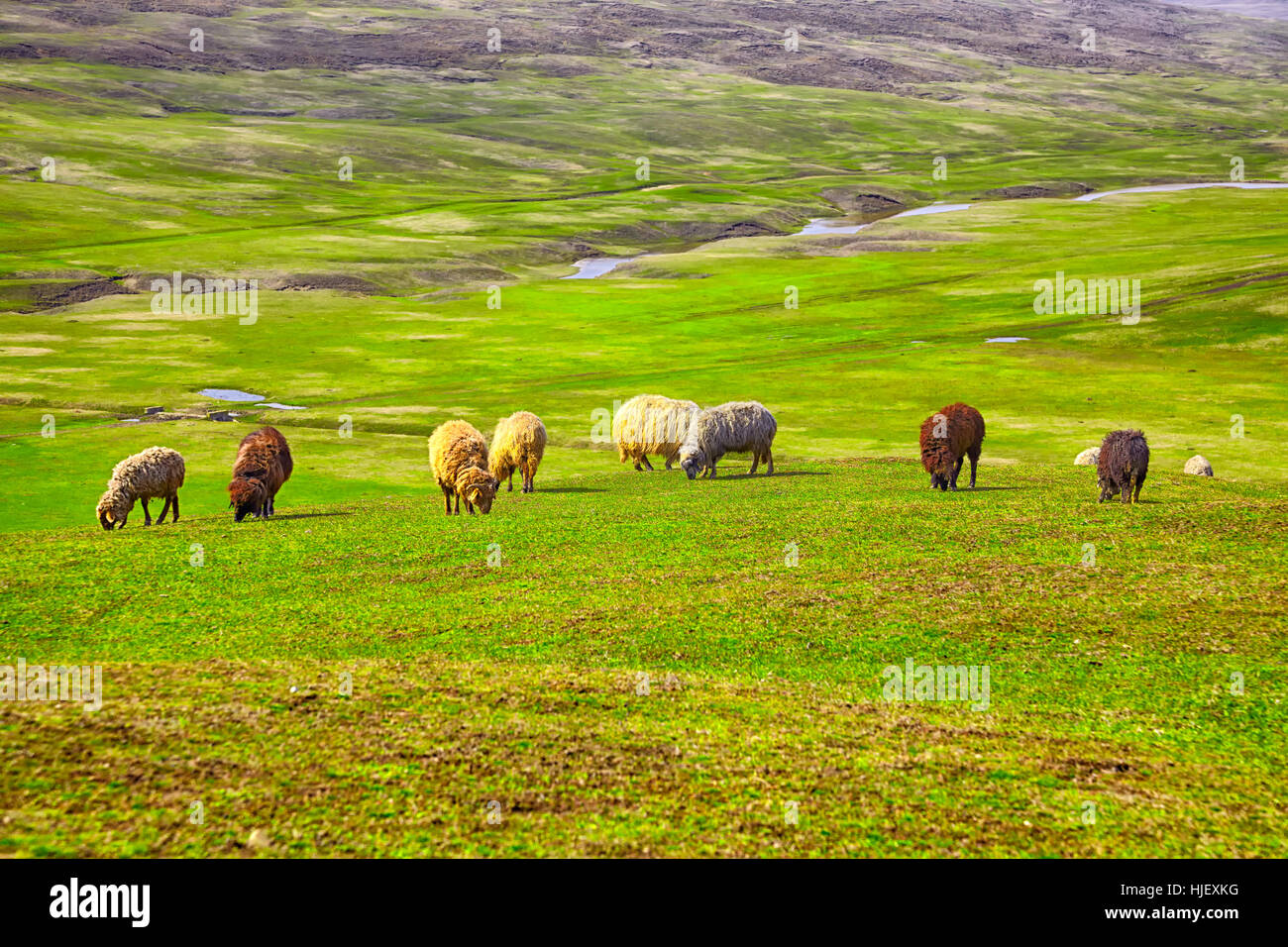 environment, enviroment, animal, mammal, fauna, agriculture, farming ...