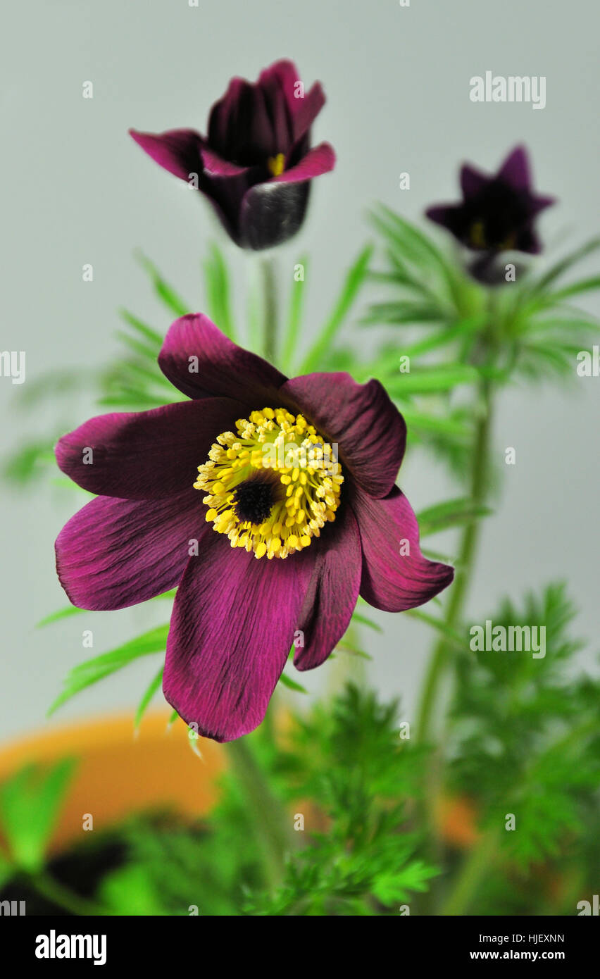 flower, plant, bloom, blossom, flourish, flourishing, dark red, darkred ...