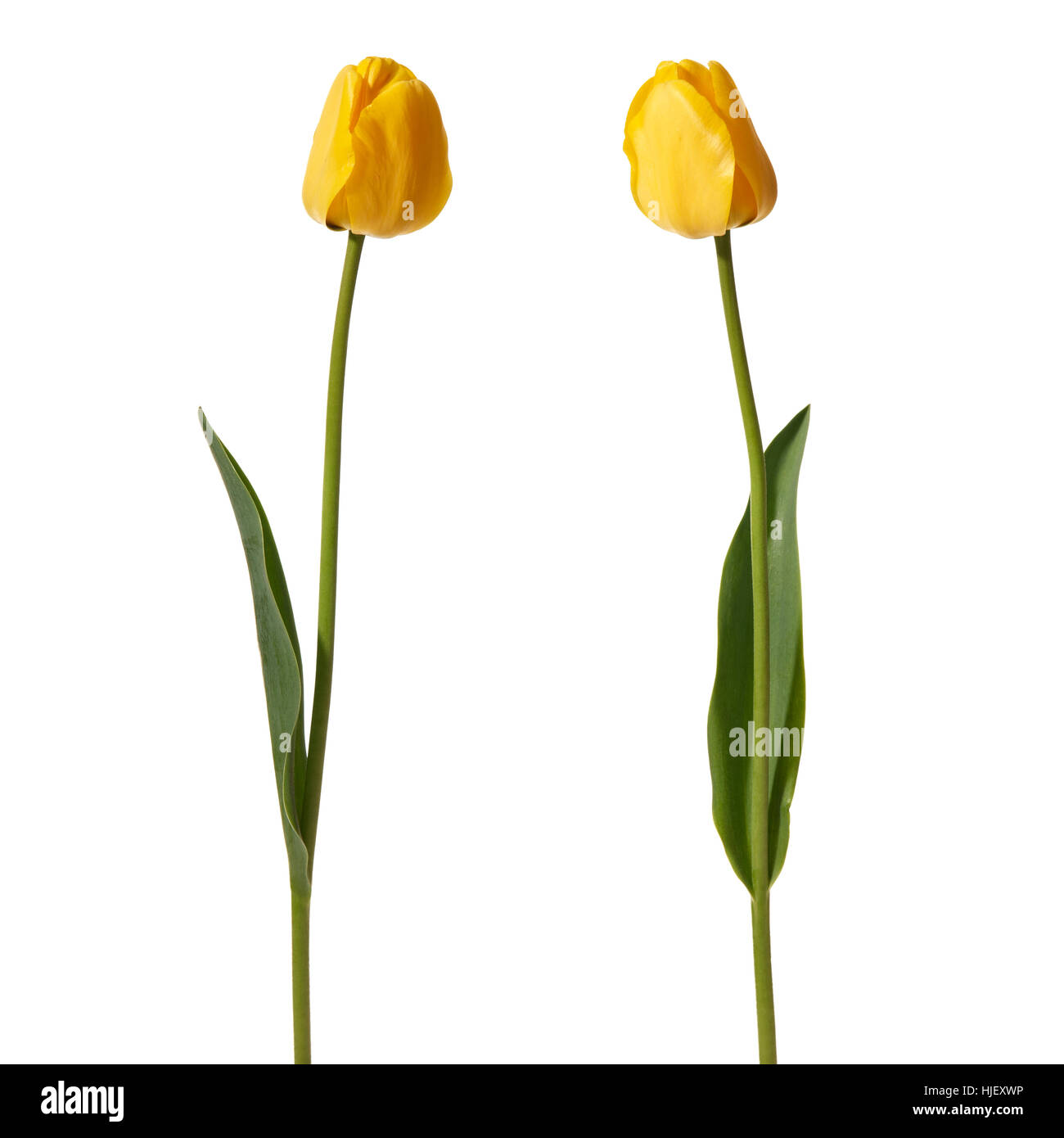 isolated, flower, plant, spring, tulip, cut out, cut it out, macro ...