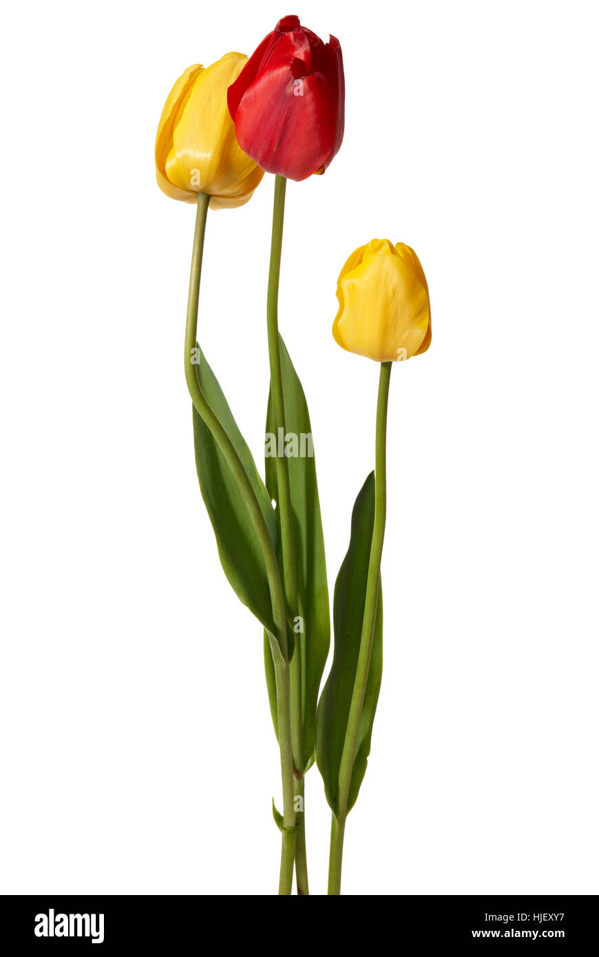 isolated, flower, plant, spring, tulip, cut out, cut it out, macro ...
