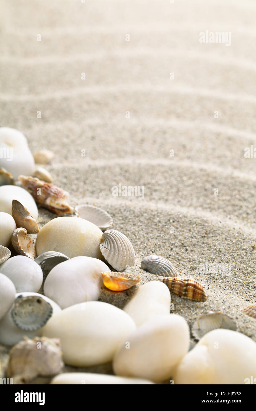 stone, beach, seaside, the beach, seashore, shell, rock, seashell ...