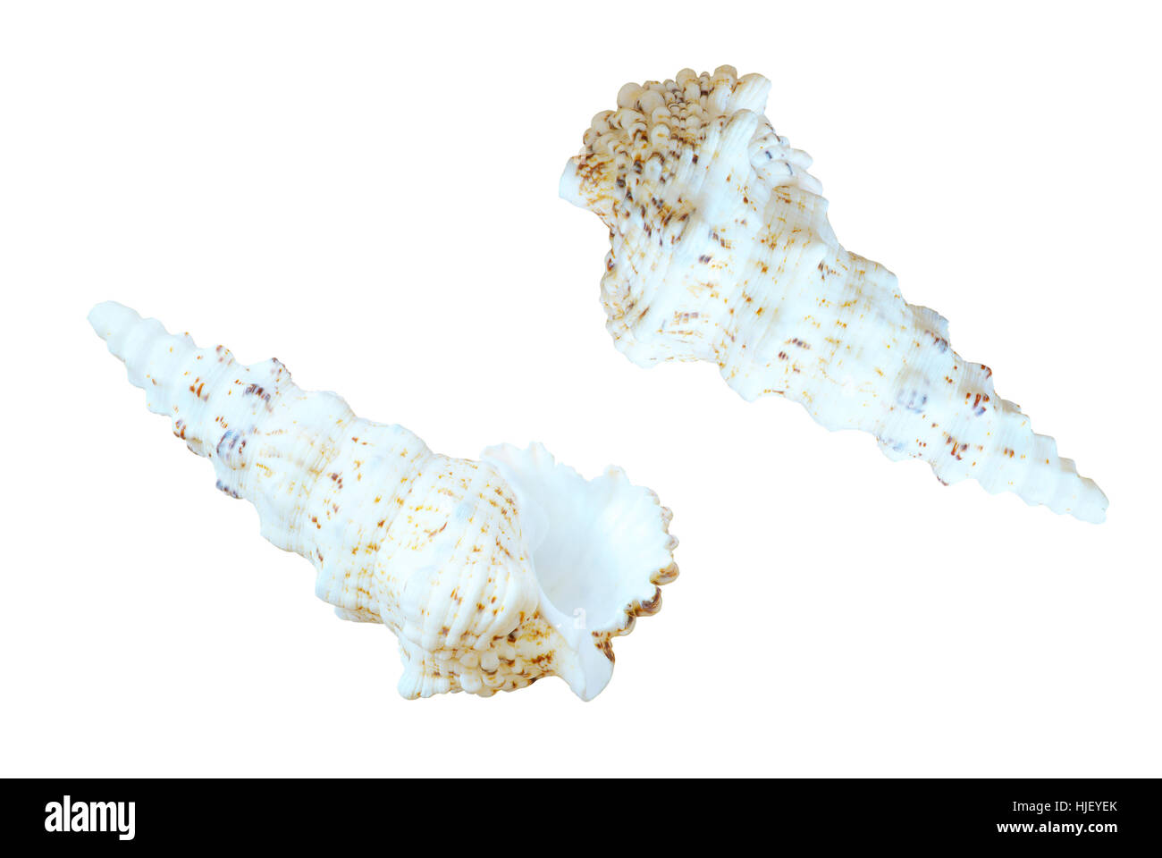 Sea shell isolated on white background Stock Photo - Alamy