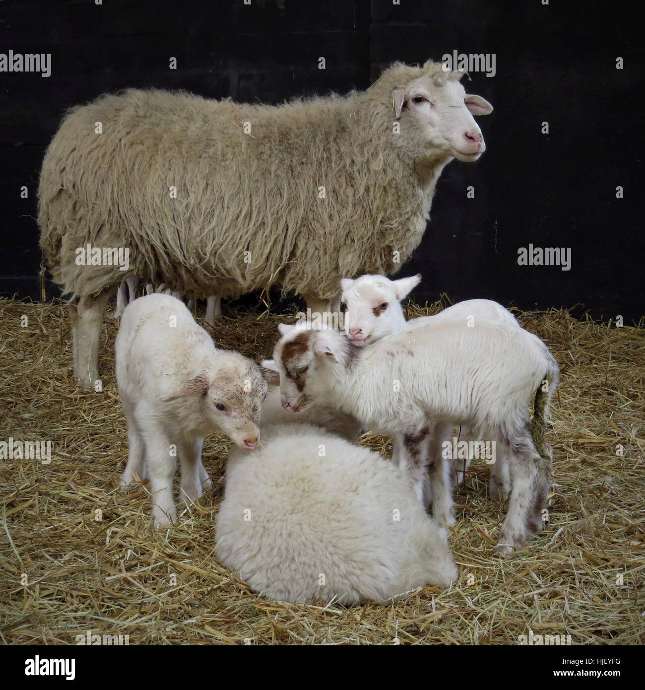 Crche hi-res stock photography and images - Alamy