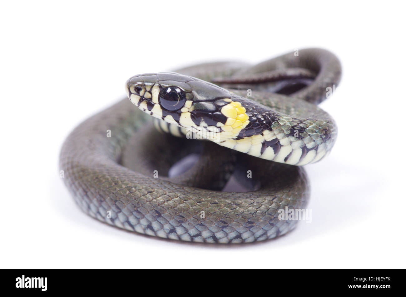 isolated, animal, pet, scrabble, crawling, reptile, black, swarthy ...