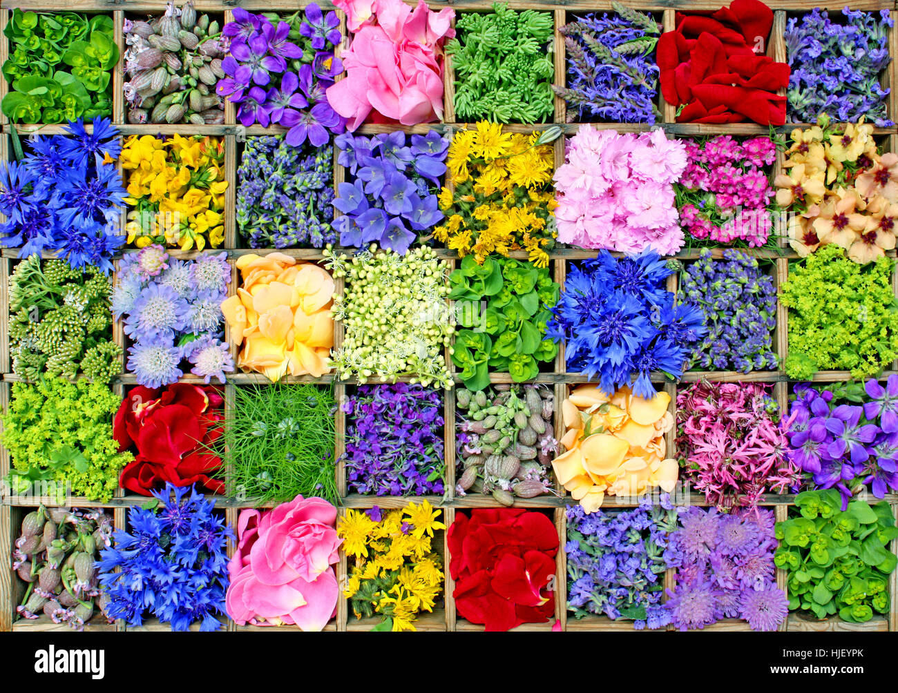 flower, flowers, plant, collage, mixture, backdrop, background, garden ...