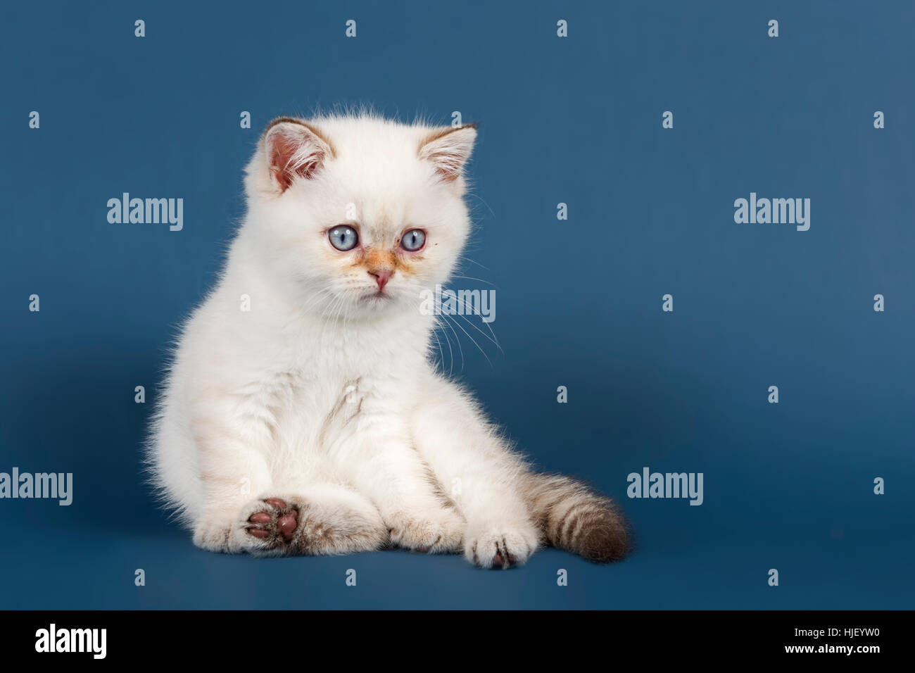 British shorthair cat, kitten, white Stock Photo - Alamy
