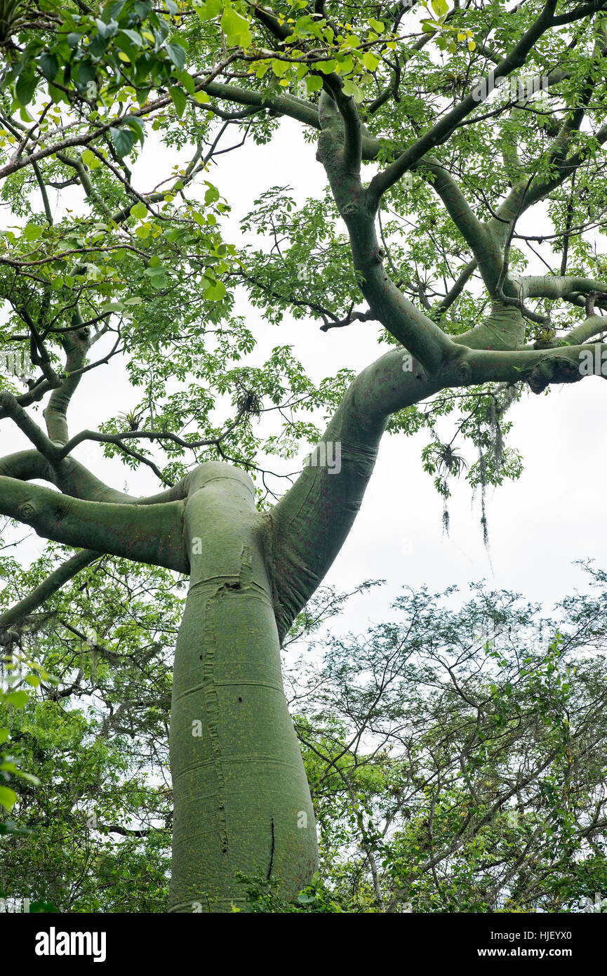 Ceiba Tree (Ceiba trichistandra), family of mallvaceae, Jorupe Nature ...