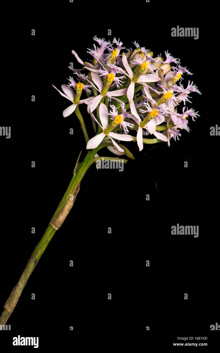 Epidendrum spec hi-res stock photography and images - Alamy