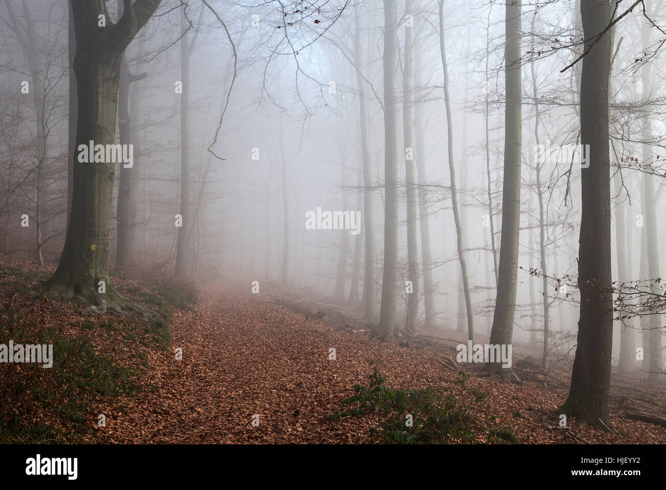 Forest path with autumn leaves in a beech tree forest (Fagus), fog ...