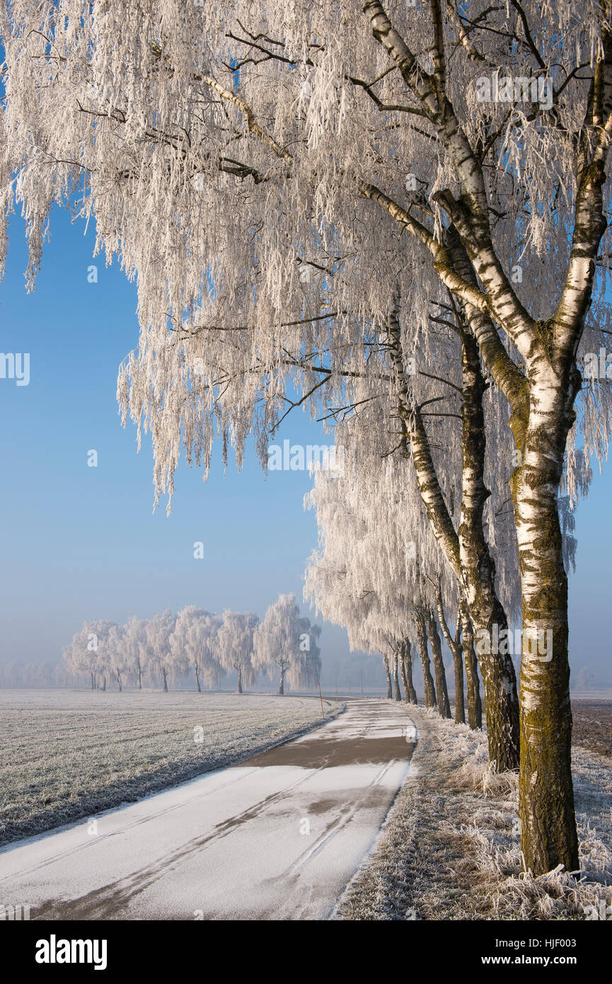 Winter landscape, road with birch trees (Betula), hoarfrost, Erdinger ...