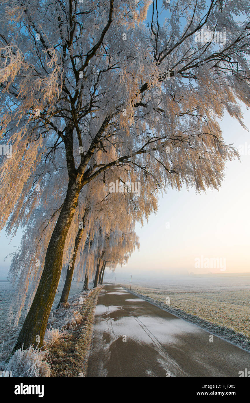 Road with birch trees (Betula), hoarfrost, Erdinger Moos, Bavaria ...