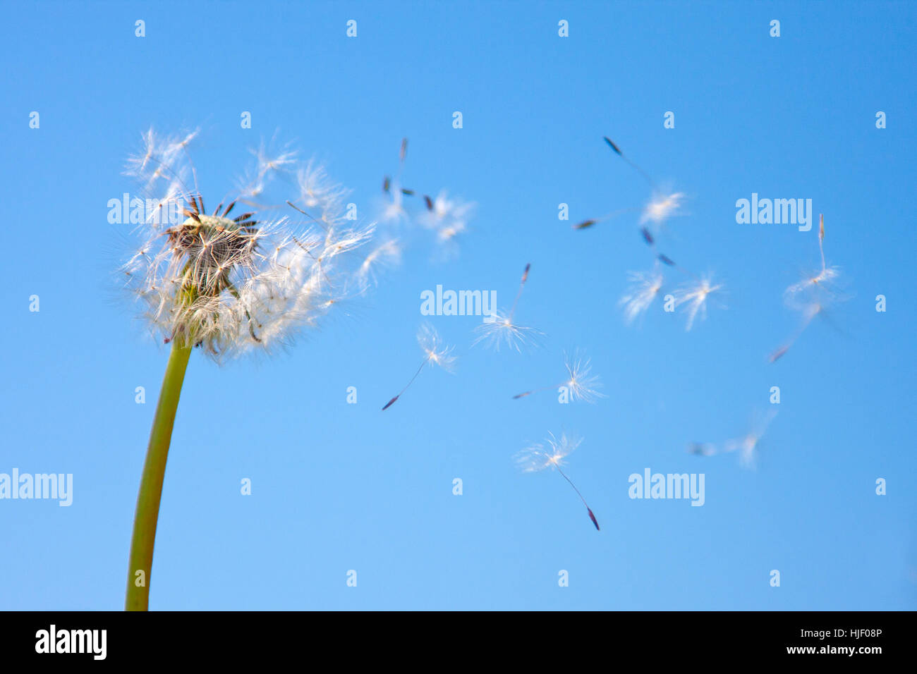 dandelion in the wind Stock Photo - Alamy
