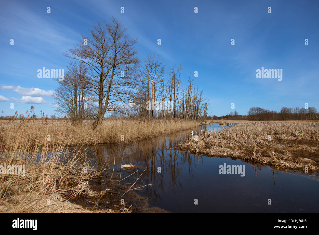 tree, trees, conservation of nature, spring, fen, water, nature, tree ...
