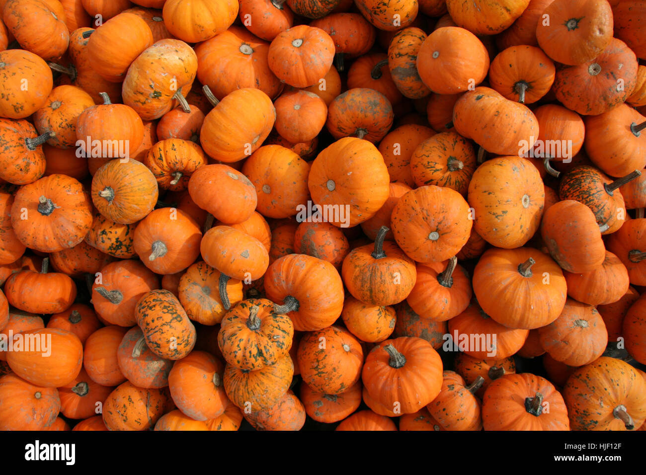 agriculture, farming, cucurbits, pumpkin, thanksgiving, agriculture ...