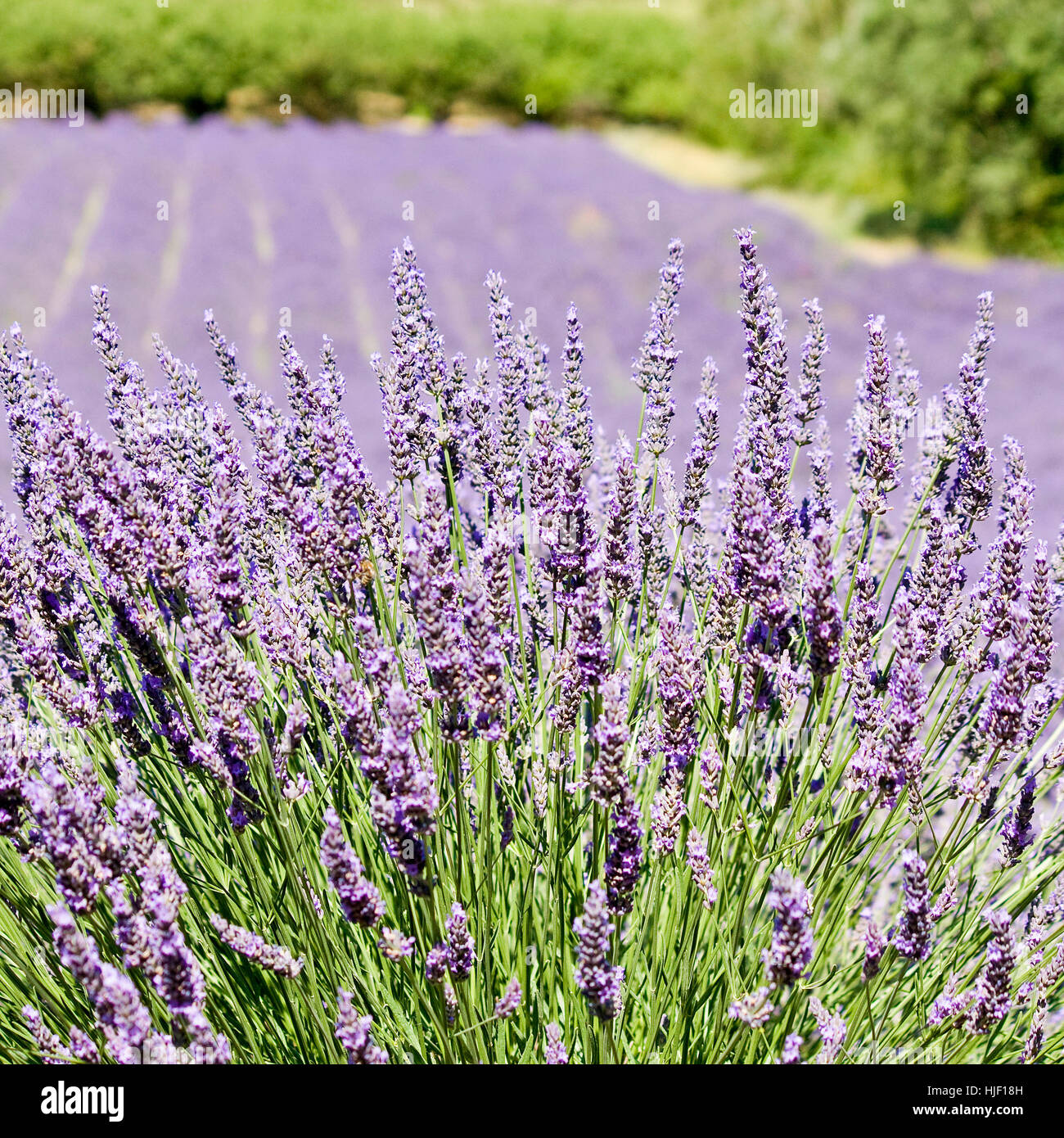 flower, plant, france, lavender, Provence, herb, french, nature ...