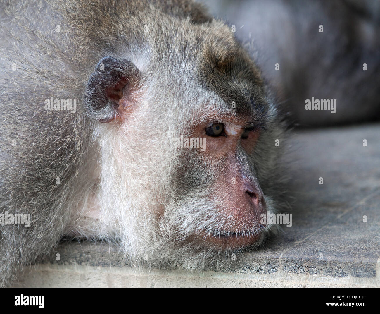 profile, portrait, monkey, wildlife, head, profile, detail, animal ...