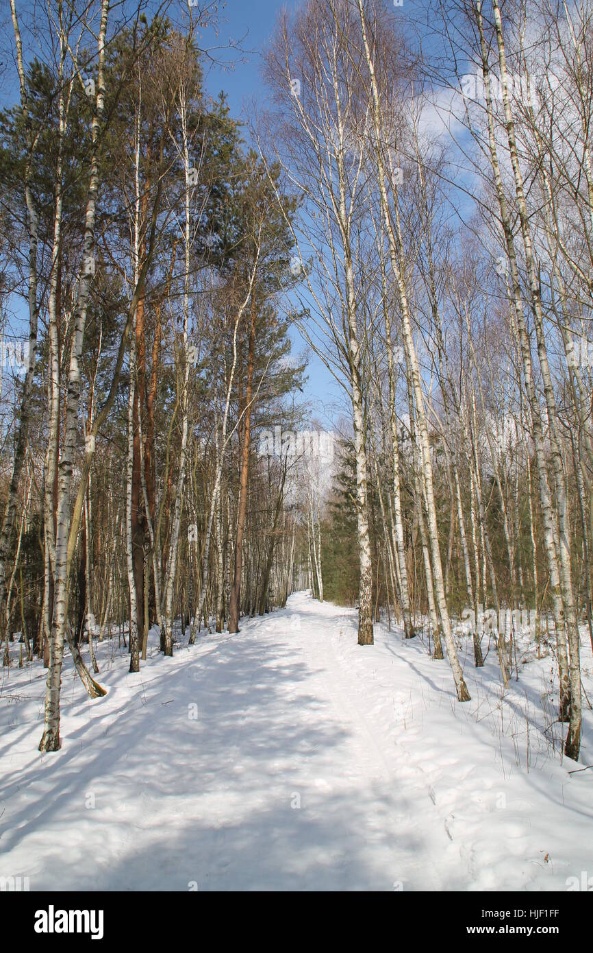 a forest road in winter Stock Photo - Alamy