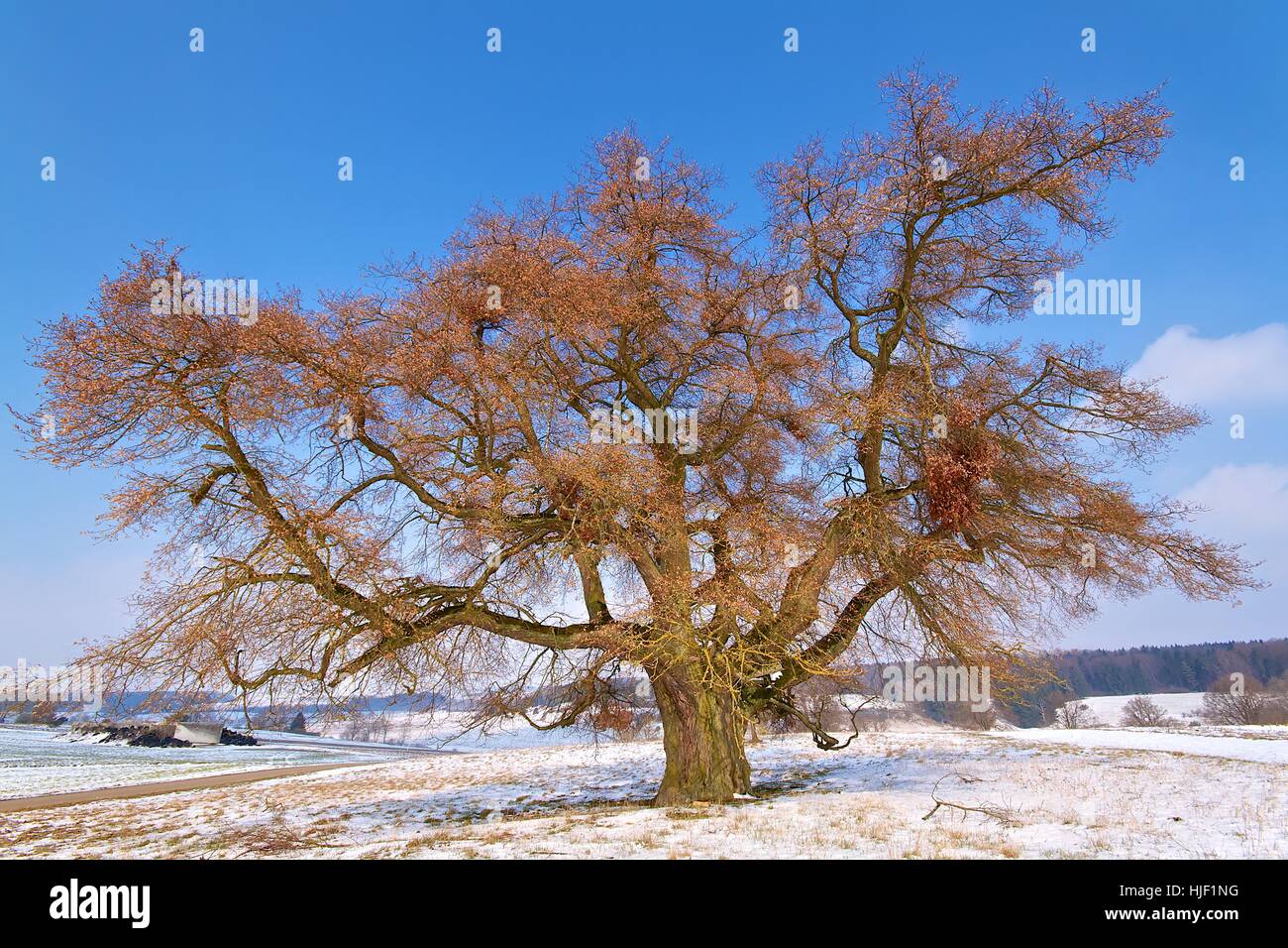 blue, orange, tree, winter, sunshine, season, comeback, germany, german ...