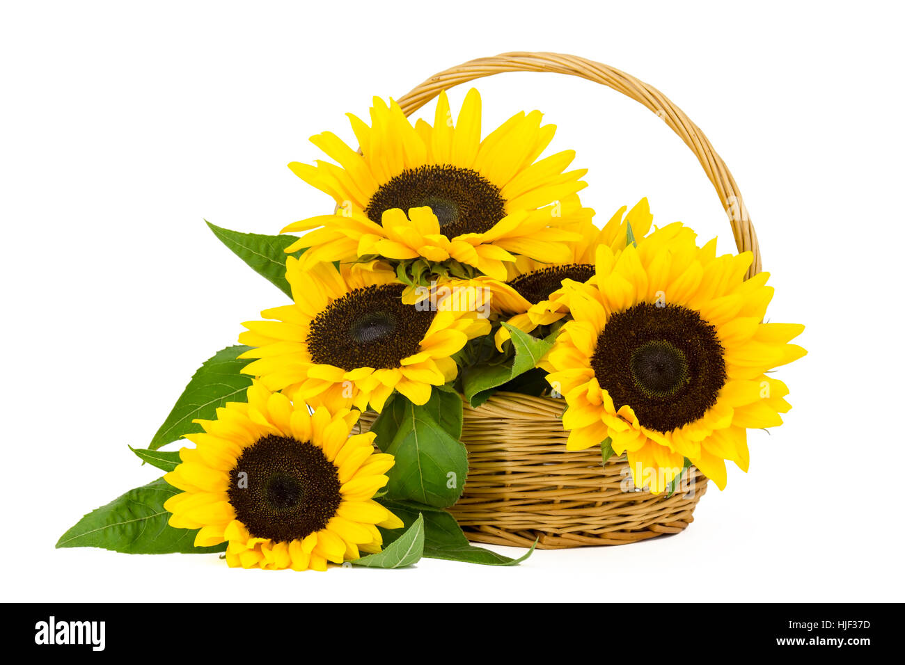 environment, enviroment, composition, feminine, garden, flower, plant ...