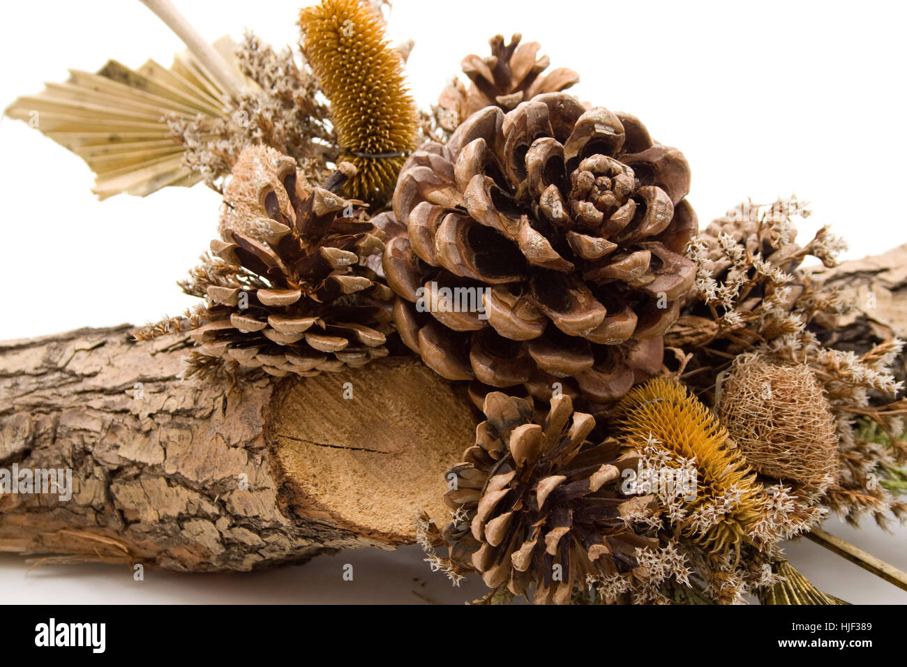 root, object, household, branch, root, decoration, dried, kieferzapfen ...