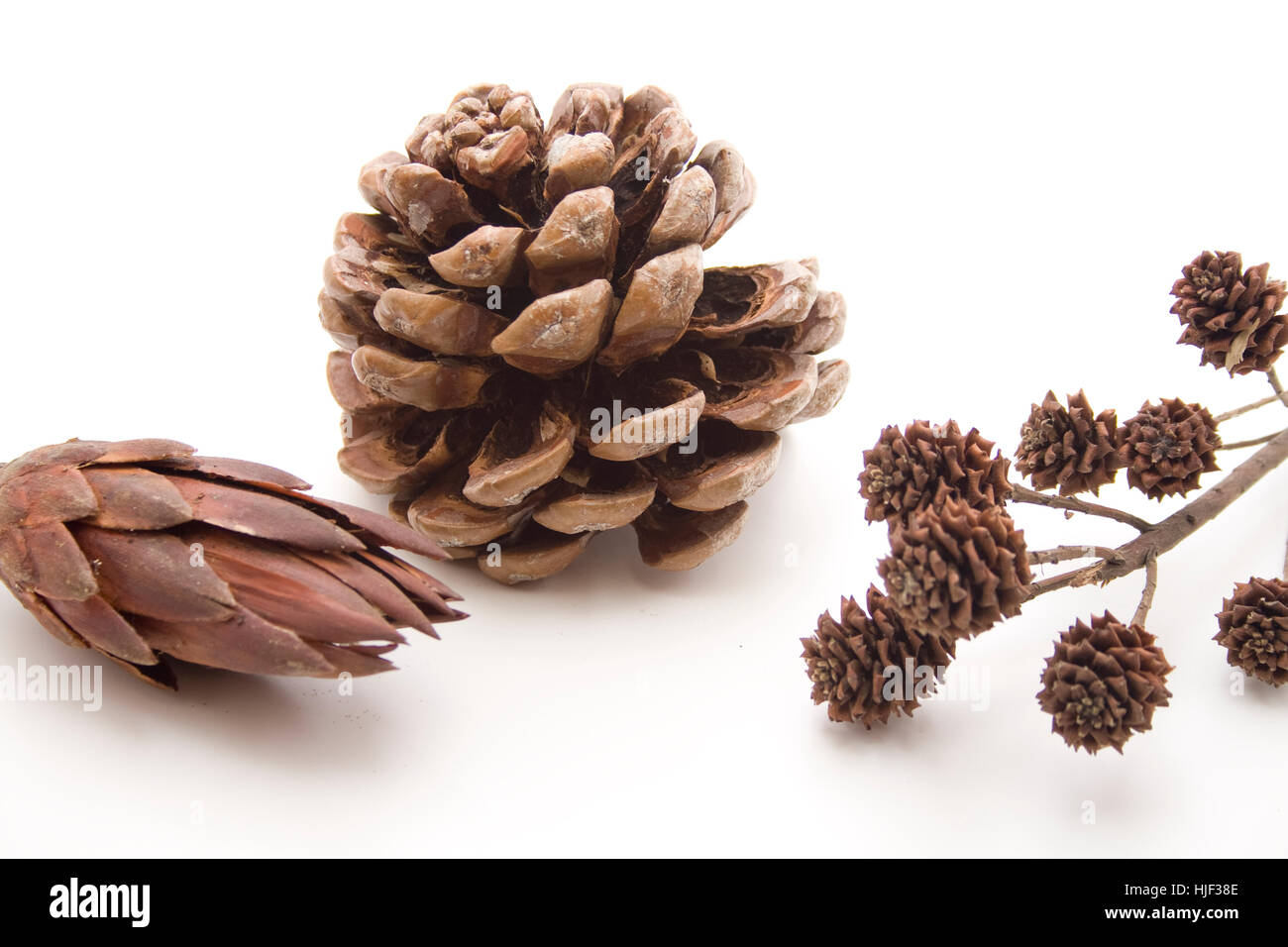 branch, decoration, dried, object, household, branch, decoration, dried ...