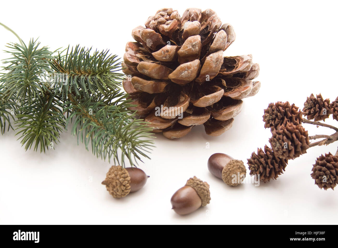 pinecones with acorns Stock Photo - Alamy