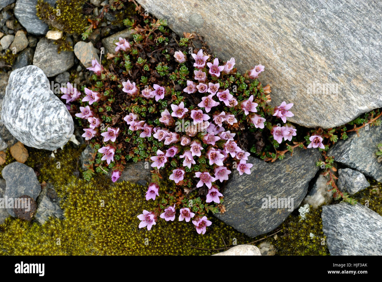 plant, green, national park, flower, flowers, flora, blossoms, norway ...