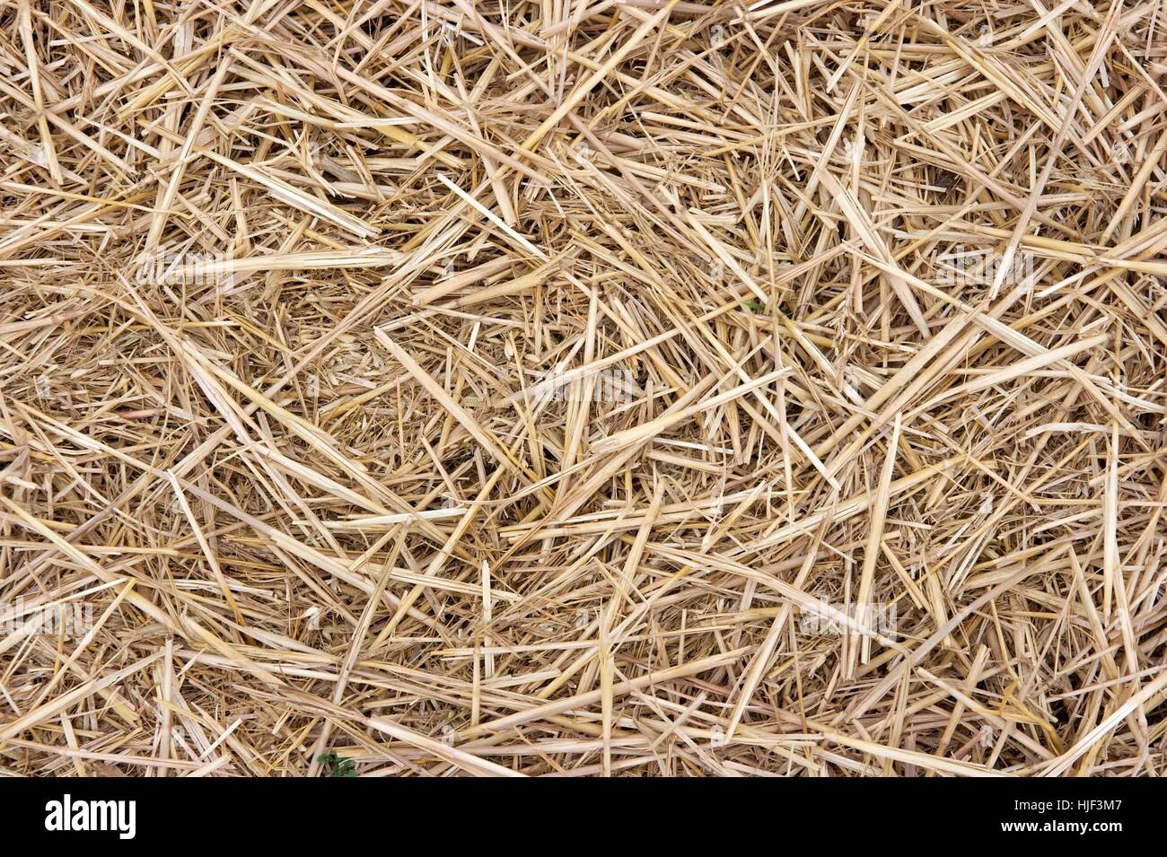 hay, pattern, haystack, backdrop, background, texture, light, straw ...