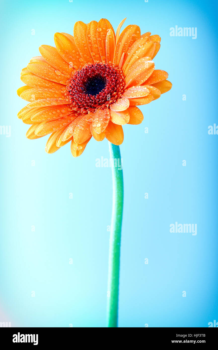 blue, model, design, project, concept, plan, draft, flower, plant ...