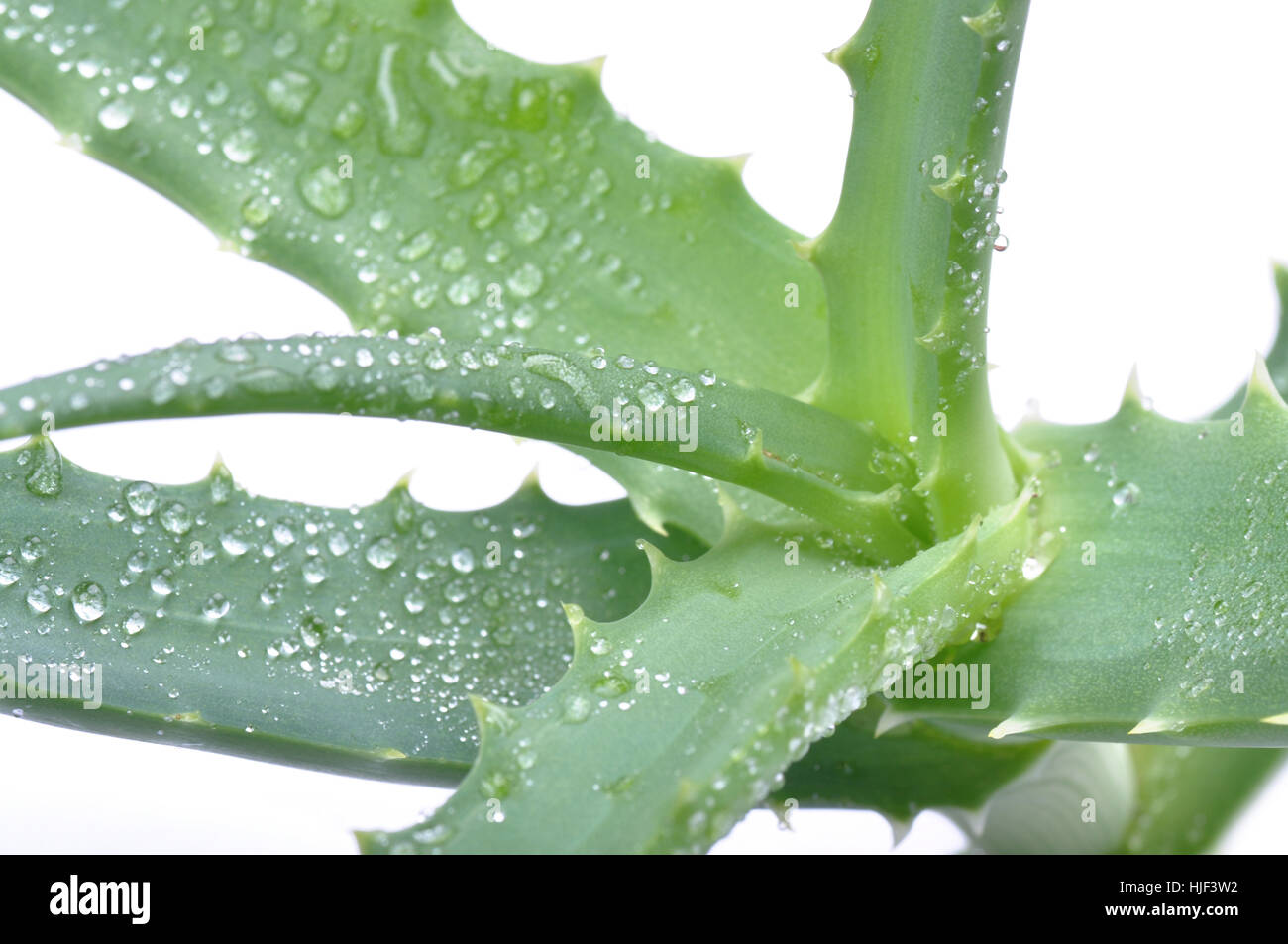 leaf of aloe Stock Photo - Alamy