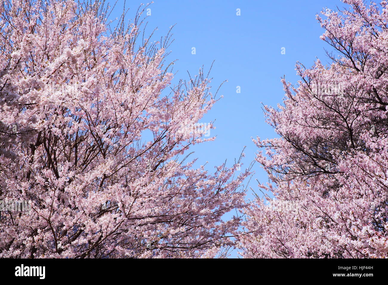beautiful, beauteously, nice, eco, environment, enviroment, colour ...
