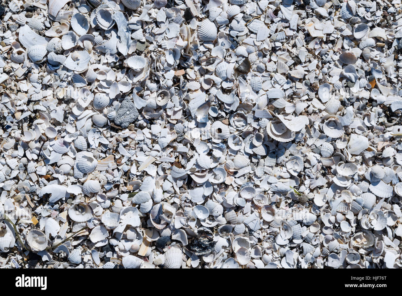 ground, soil, earth, humus, beach, seaside, the beach, seashore, shell ...