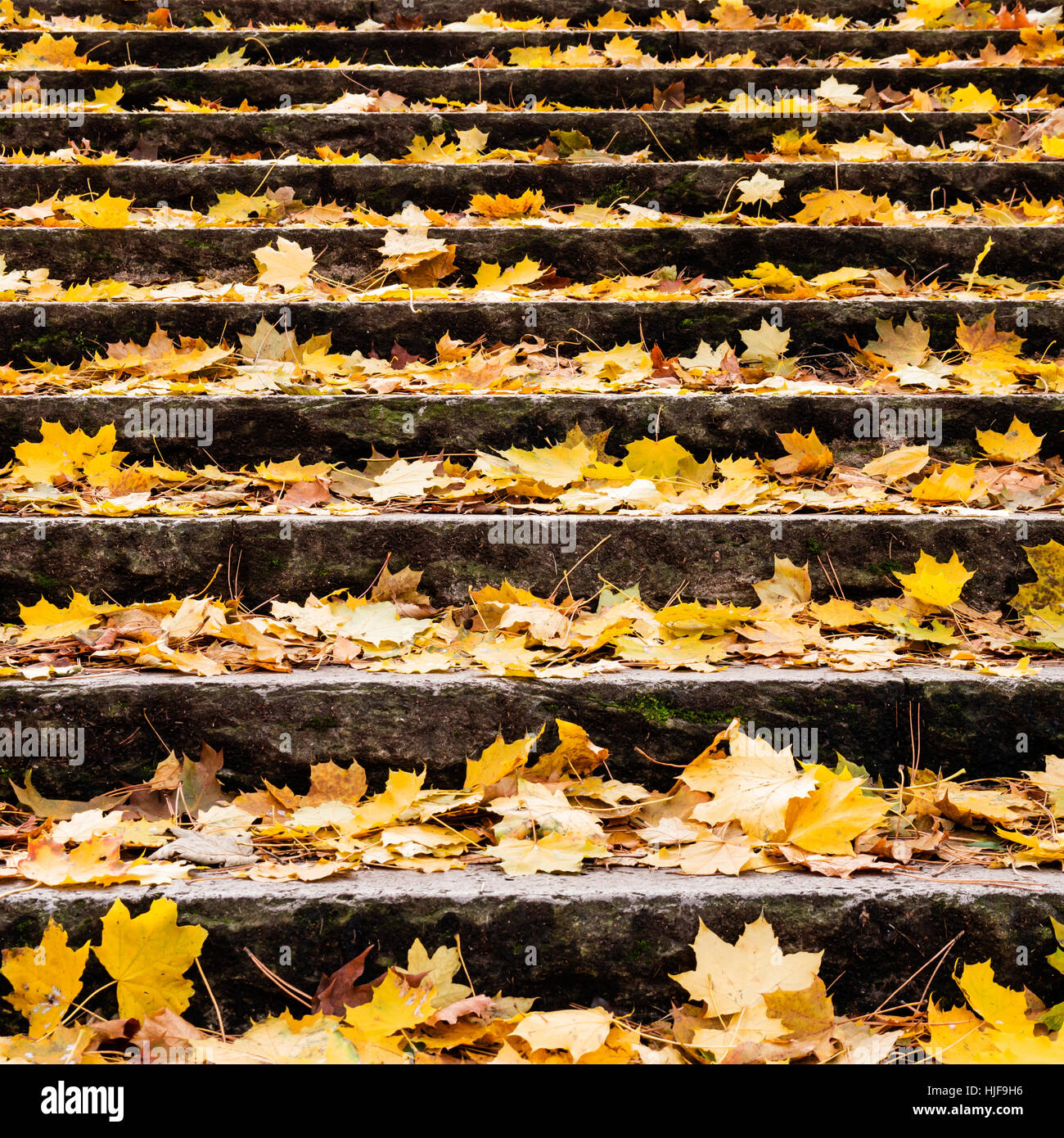beautiful, beauteously, nice, leaf, tree, season, stair, fall, autumn ...