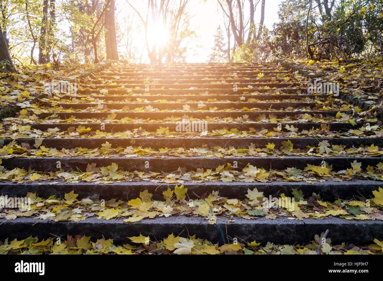 beautiful, beauteously, nice, leaf, tree, season, stair, fall, autumn ...