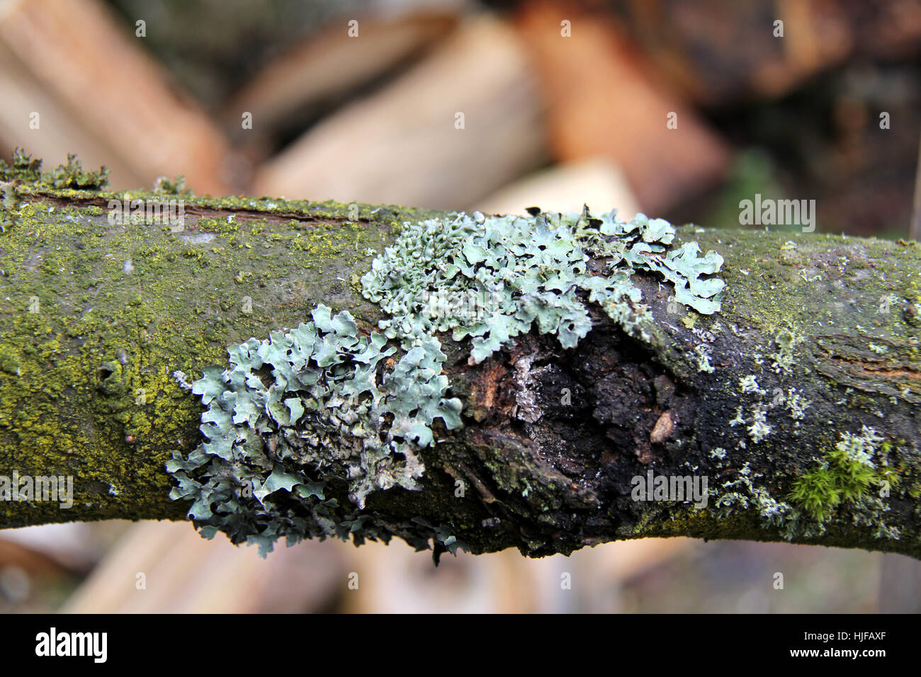Baumkrebs hi-res stock photography and images - Alamy
