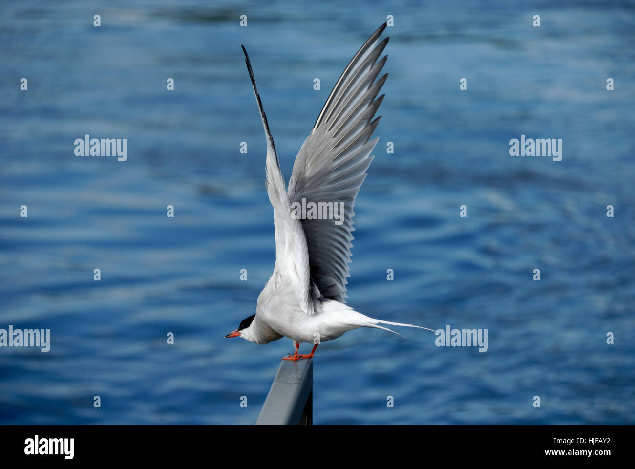 bird, birds, wing, sea swallow, blue, animal, bird, birds, wing ...