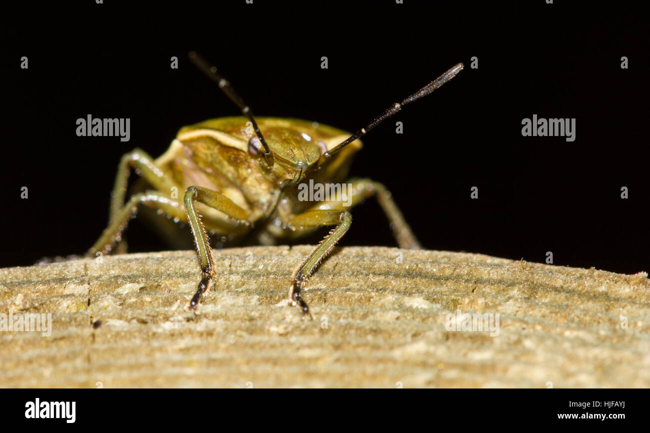 insect, scrabble, crawling, eyes, beetle, antenna, bug, insect ...