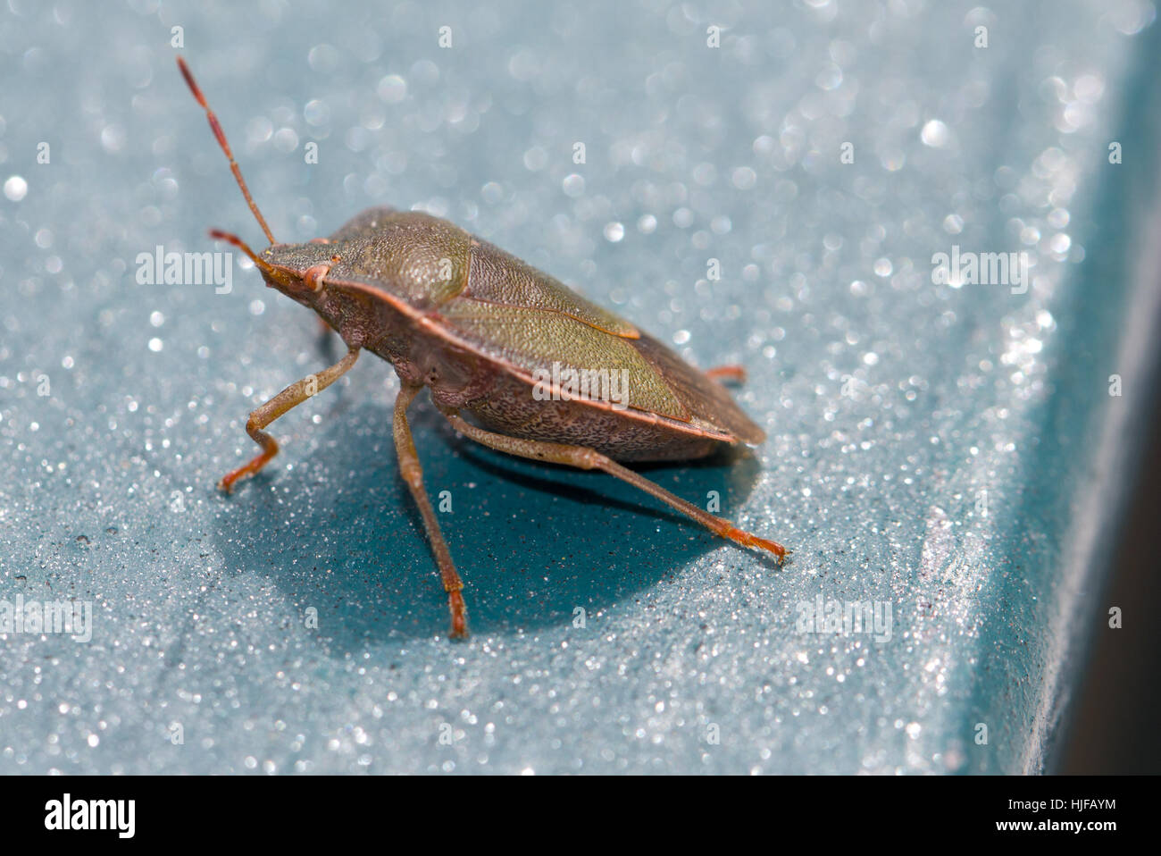 insect, scrabble, crawling, eyes, beetle, antenna, bug, insect ...