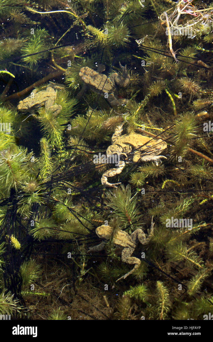 garden, conservation of nature, underwater, spring, frog, toads, fresh ...