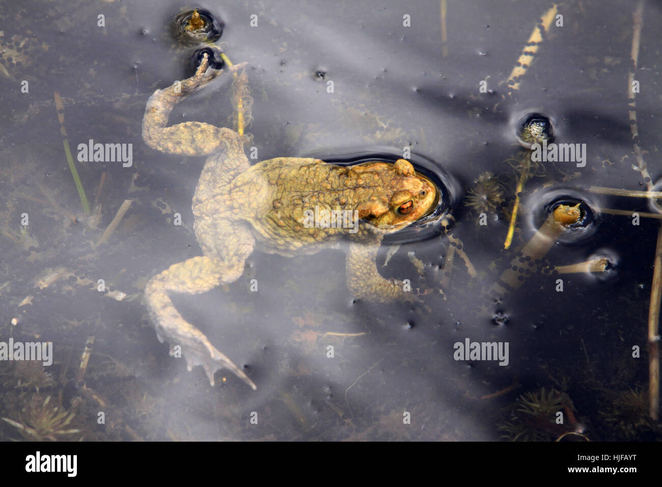 garden, conservation of nature, underwater, spring, frog, toads, fresh ...