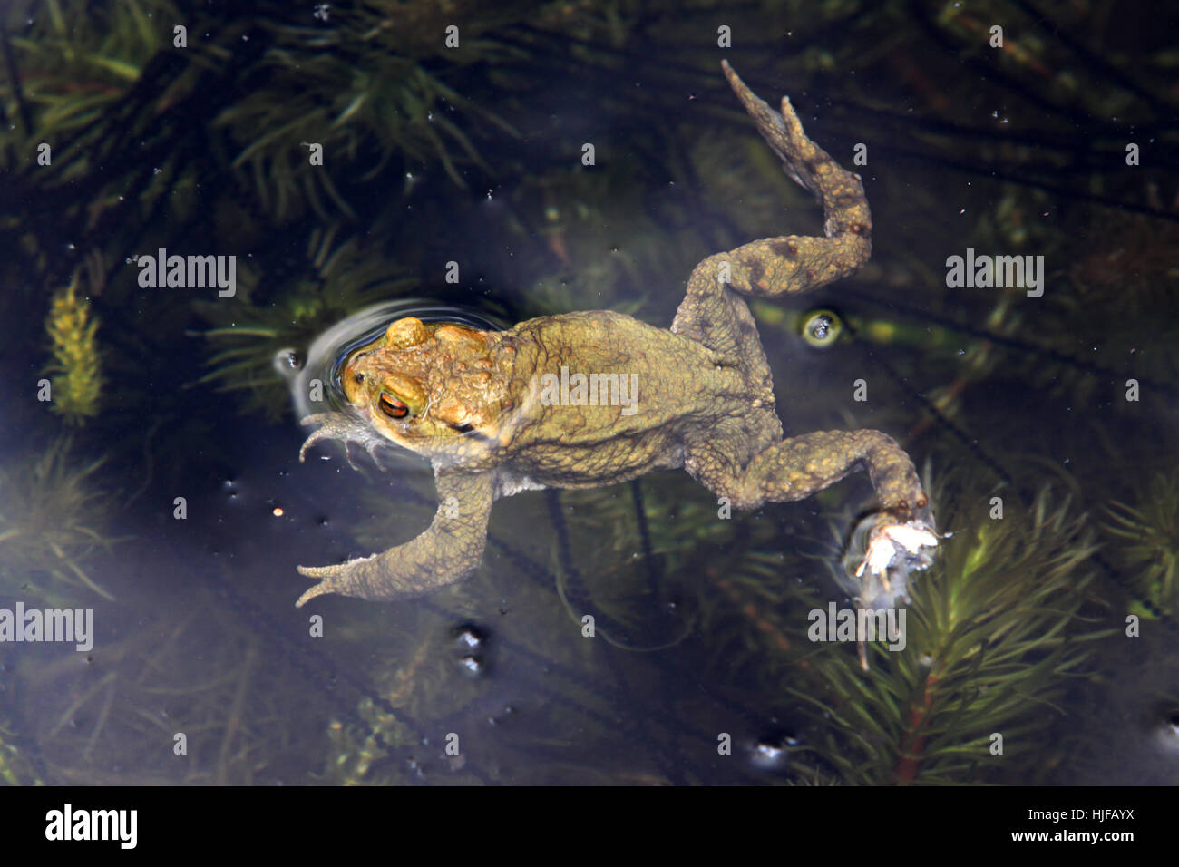 toads wedding in pond Stock Photo - Alamy