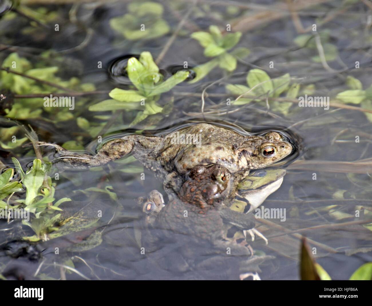 spring, amphibians, fresh water, pond, water, mating season, mating ...
