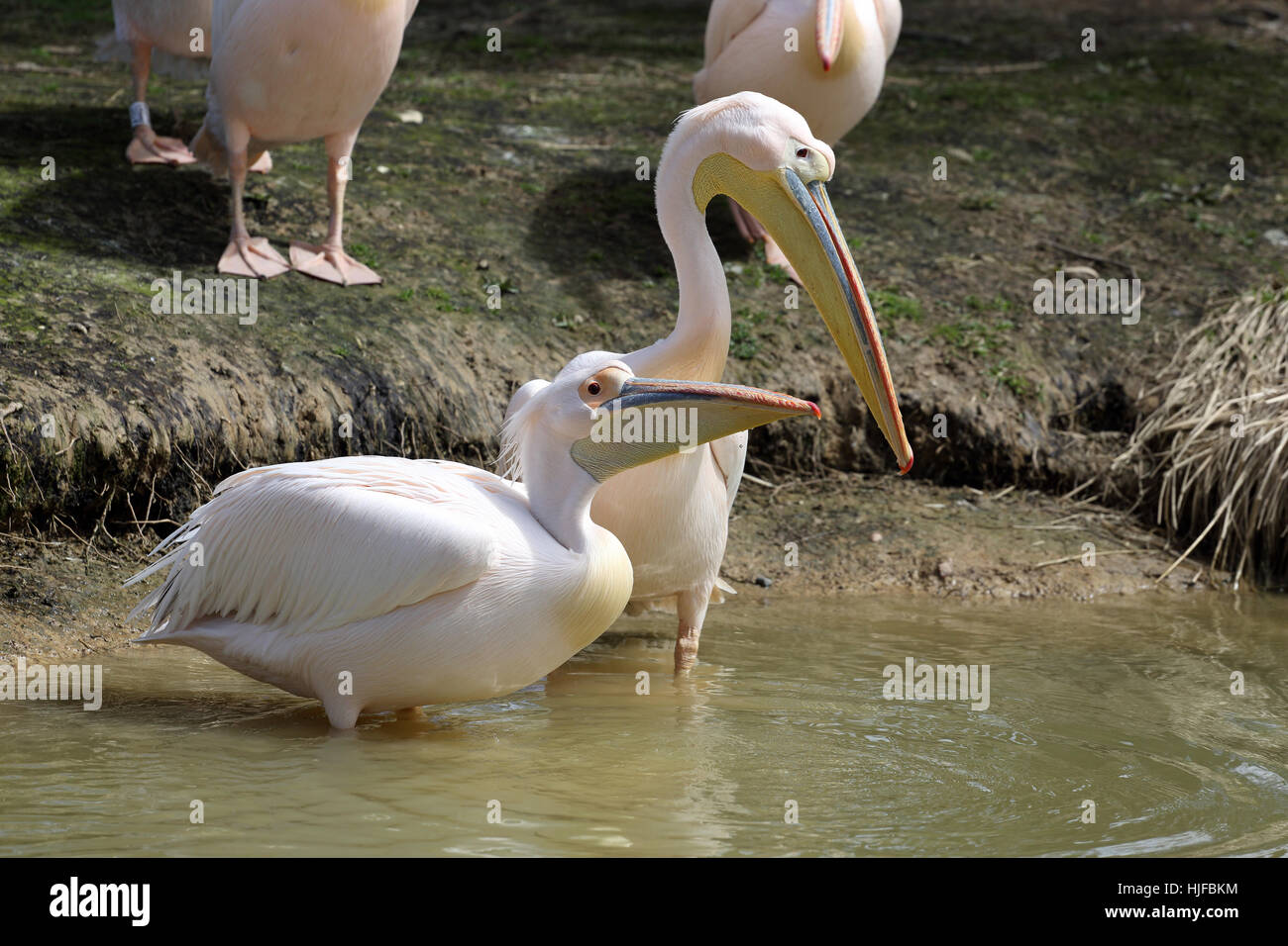 animal, bird, beak, wildlife, pelican, captivity, fresh water, pond ...