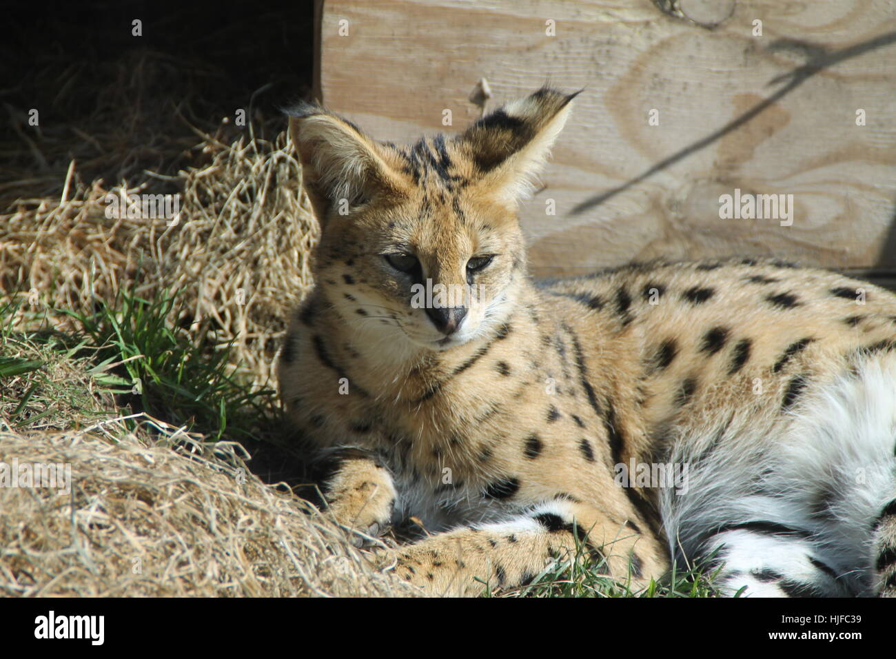 Serval cat skin hi-res stock photography and images - Alamy