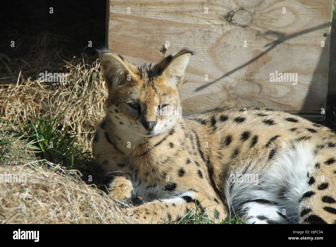 Serval cat skin hi-res stock photography and images - Alamy