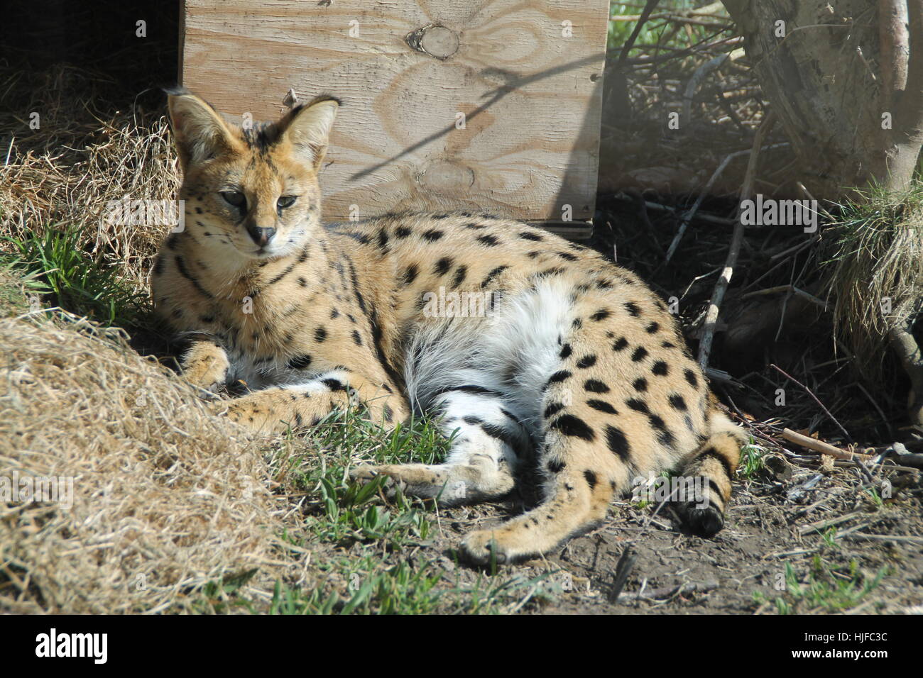 mammal, hunter, big cat, feline predator, predator, wildcat, pussycat ...