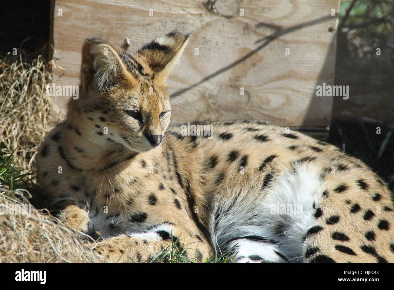 mammal, hunter, big cat, feline predator, predator, wildcat, pussycat ...