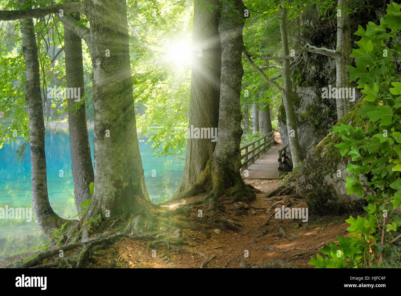 tree, trees, salt water, sea, ocean, water, scenery, countryside ...
