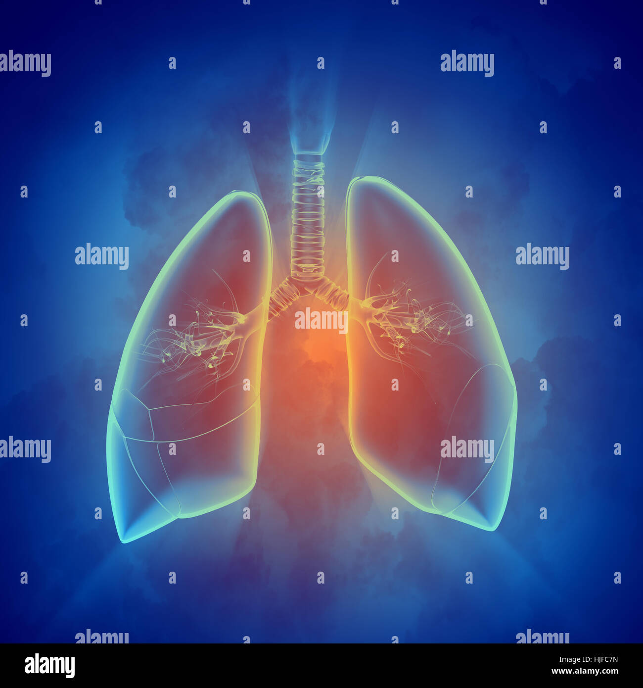 Schematic illustration of human lungs with the different elements on a ...